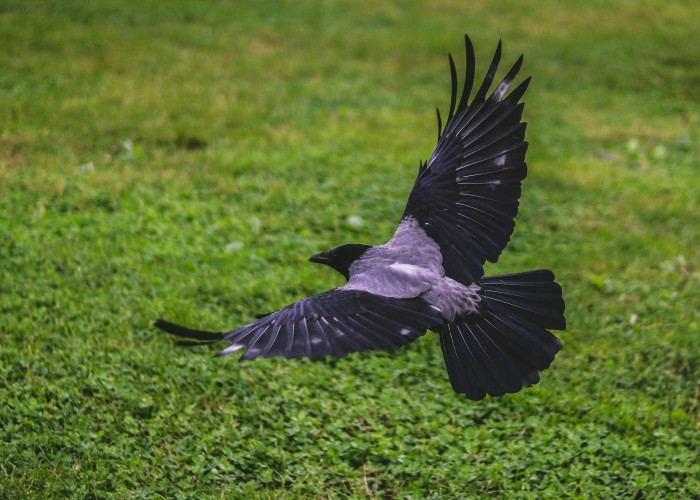 21 Fascinating Facts About Crows You Never Knew - Holiday To USA